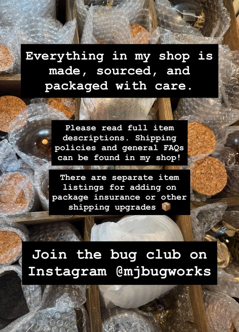 MJB Starter Insect Pinning Kit | Curated Kit for Beginners With ...