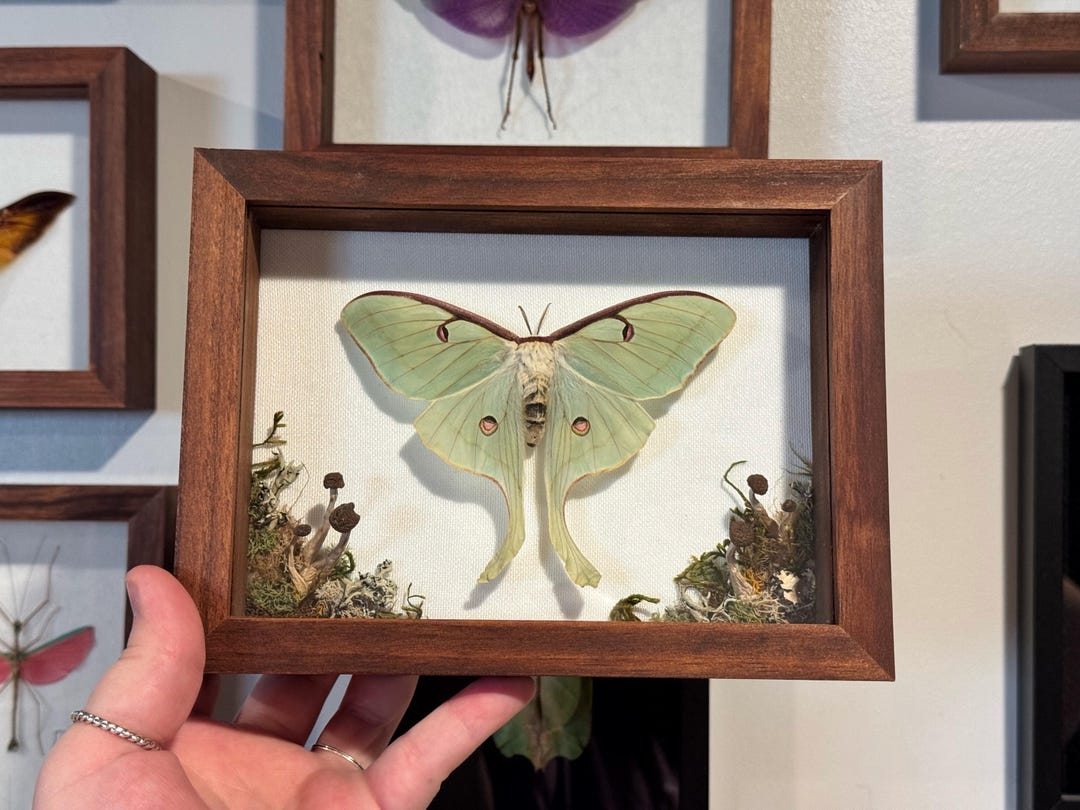 Luna Moth Shadow Box Framed Female Actias Luna With Moss, Lichen, Mushrooms Insect Taxidermy ...