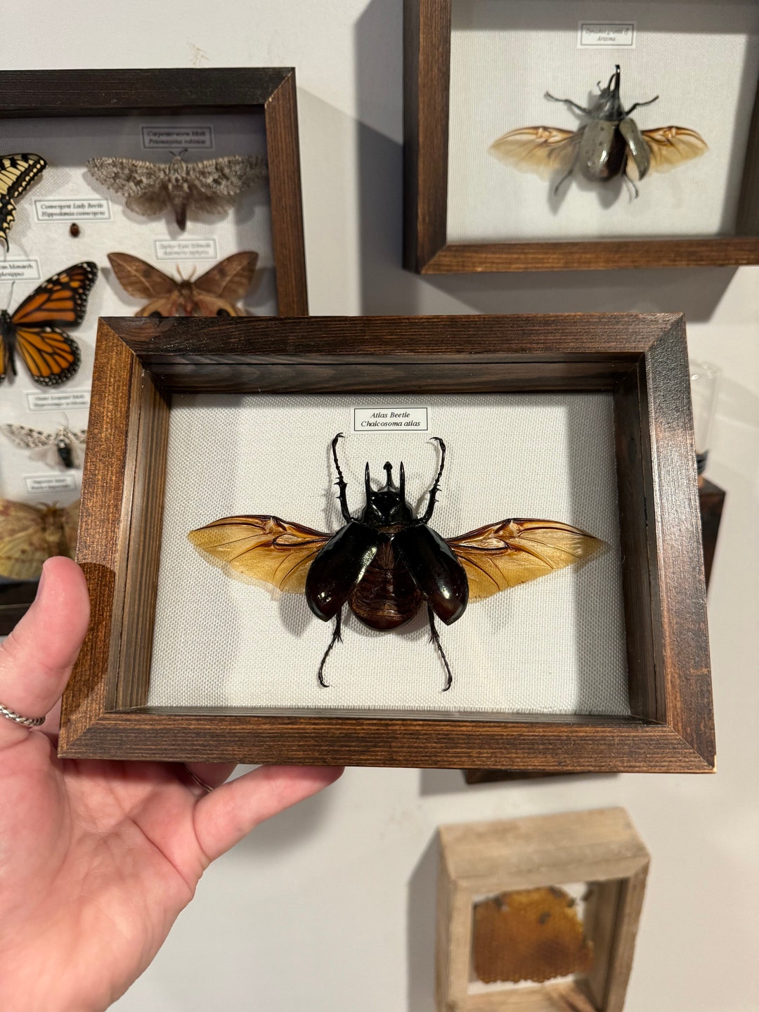 Atlas Beetle Shadow Box Male Chalcosoma Atlas Framed Insect Specimen ...