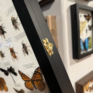 Midwest Insect Collection Labeled Assorted Butterflies Beetles Flies ...