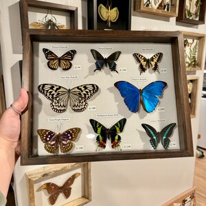 ACNH Butterfly Shadow Box Labeled Collection With Cost bells Insect ...
