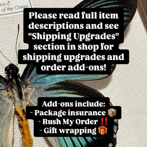 Stag Beetle Cloche Display With Fungi Moss Ferns Marjoram Insect ...