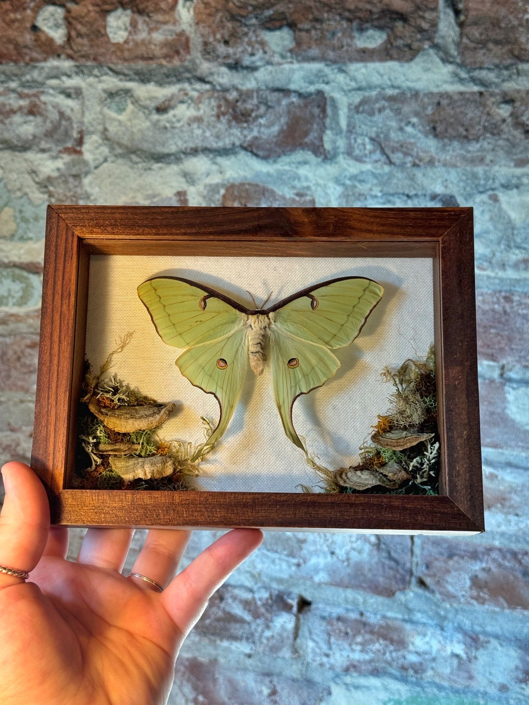UNIQUE SPECIMEN Luna Moth Shadow Box Framed Female Actias Luna With ...