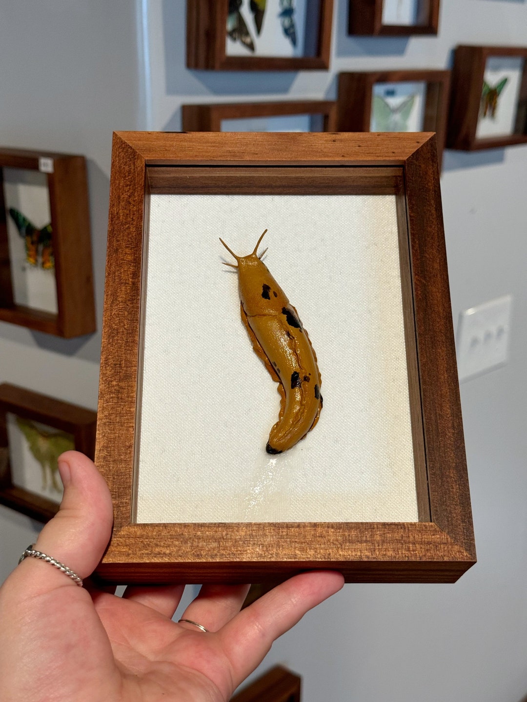 Pacific Banana Slug Shadow Box With Slime Trail Polymer Clay Slug ...
