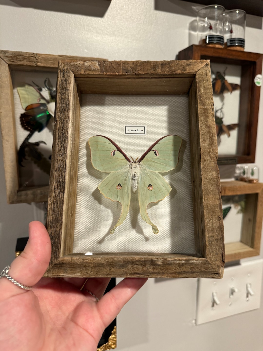 Luna Moth Shadow Box Female Actias Luna Framed Moth Specimen Display ...
