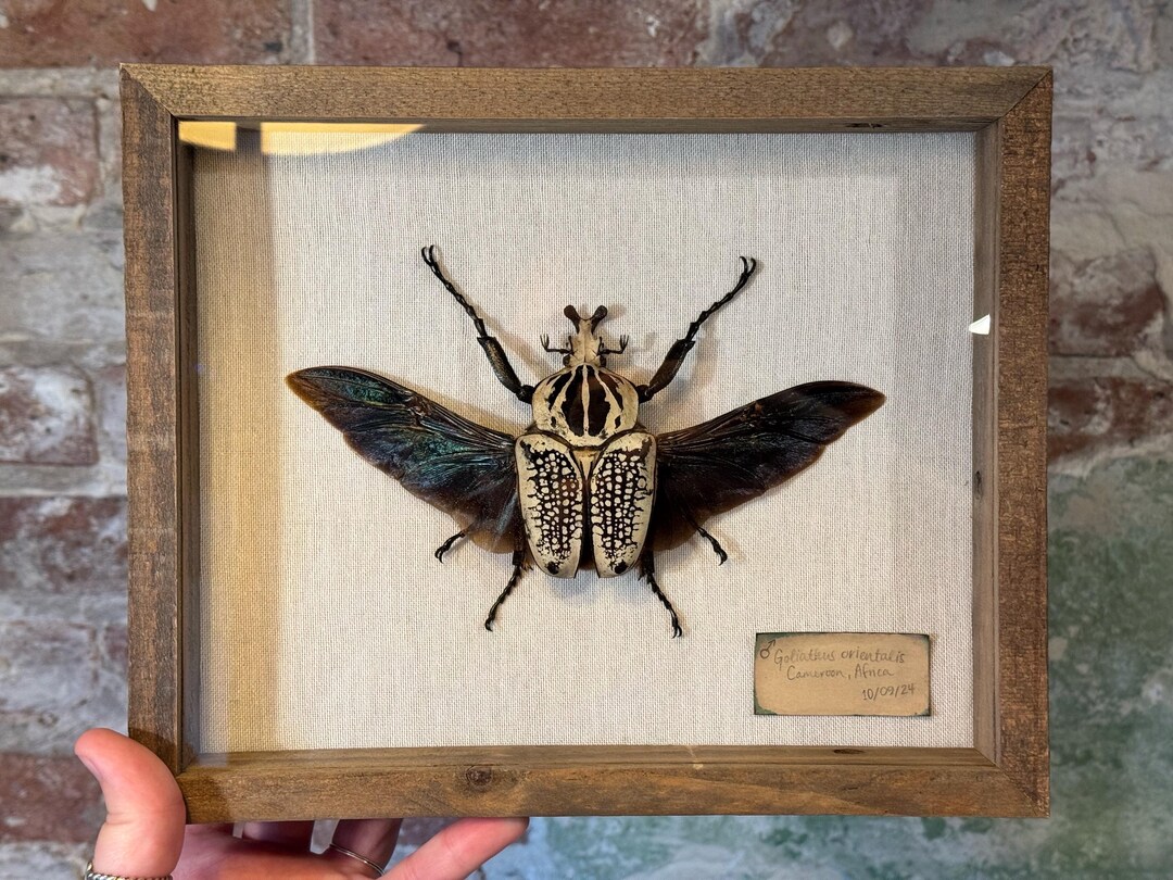 Huge Goliath Beetle Shadow Box Framed Goliathus Orientalis Vintage ...