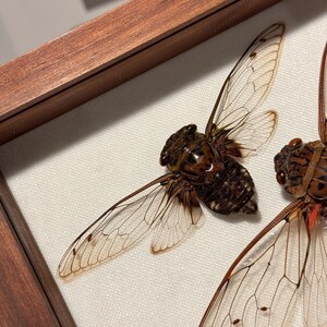 Giant Cicada & Empress Cicada Shadow Box Framed Quesada Gigas ...