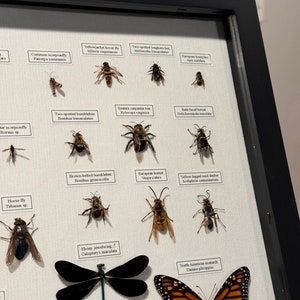 Midwest Insect Collection Labeled Assorted Butterflies Beetles Flies ...