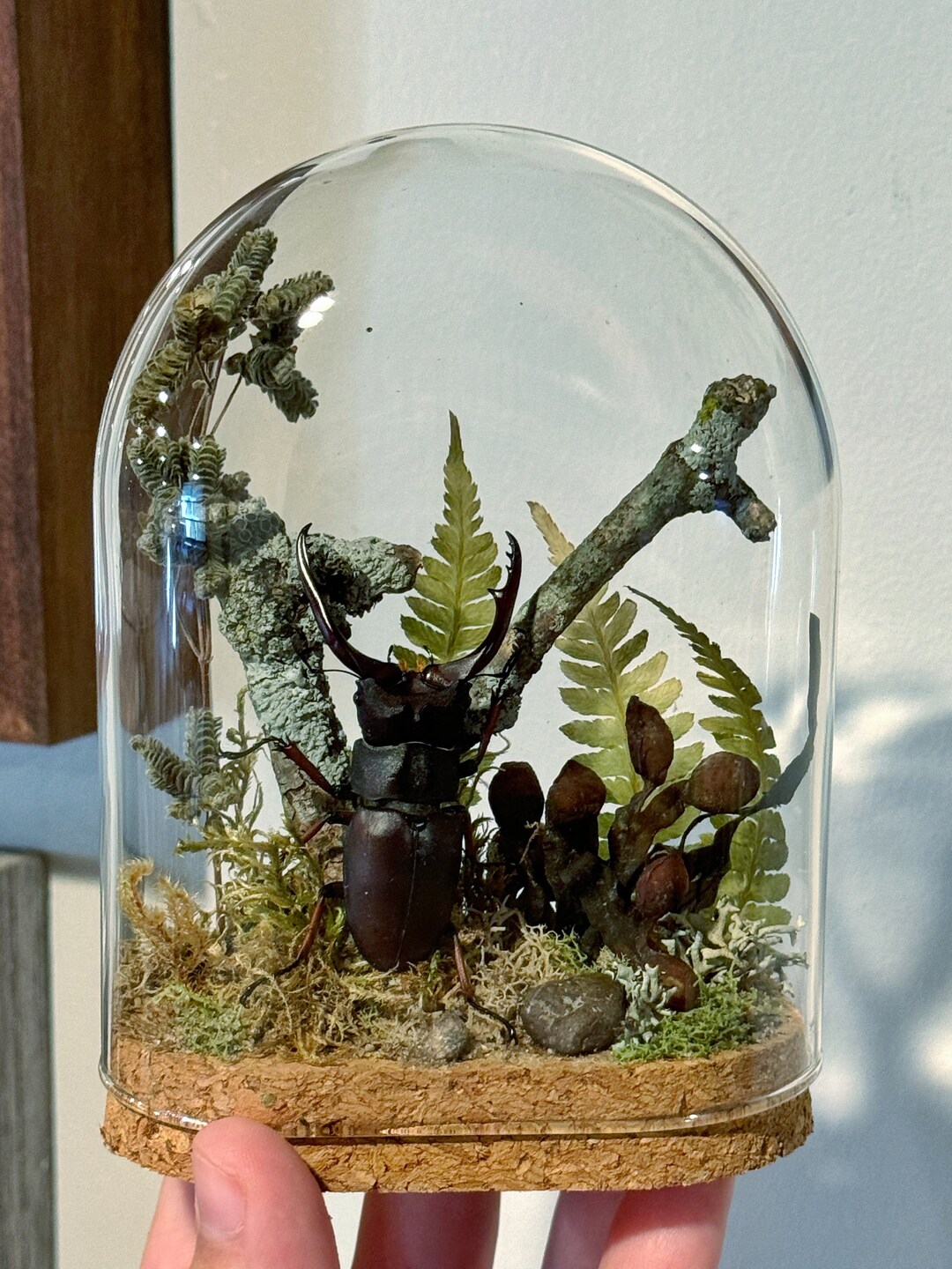 Stag Beetle Cloche Display With Fungi Moss Ferns Marjoram Insect ...