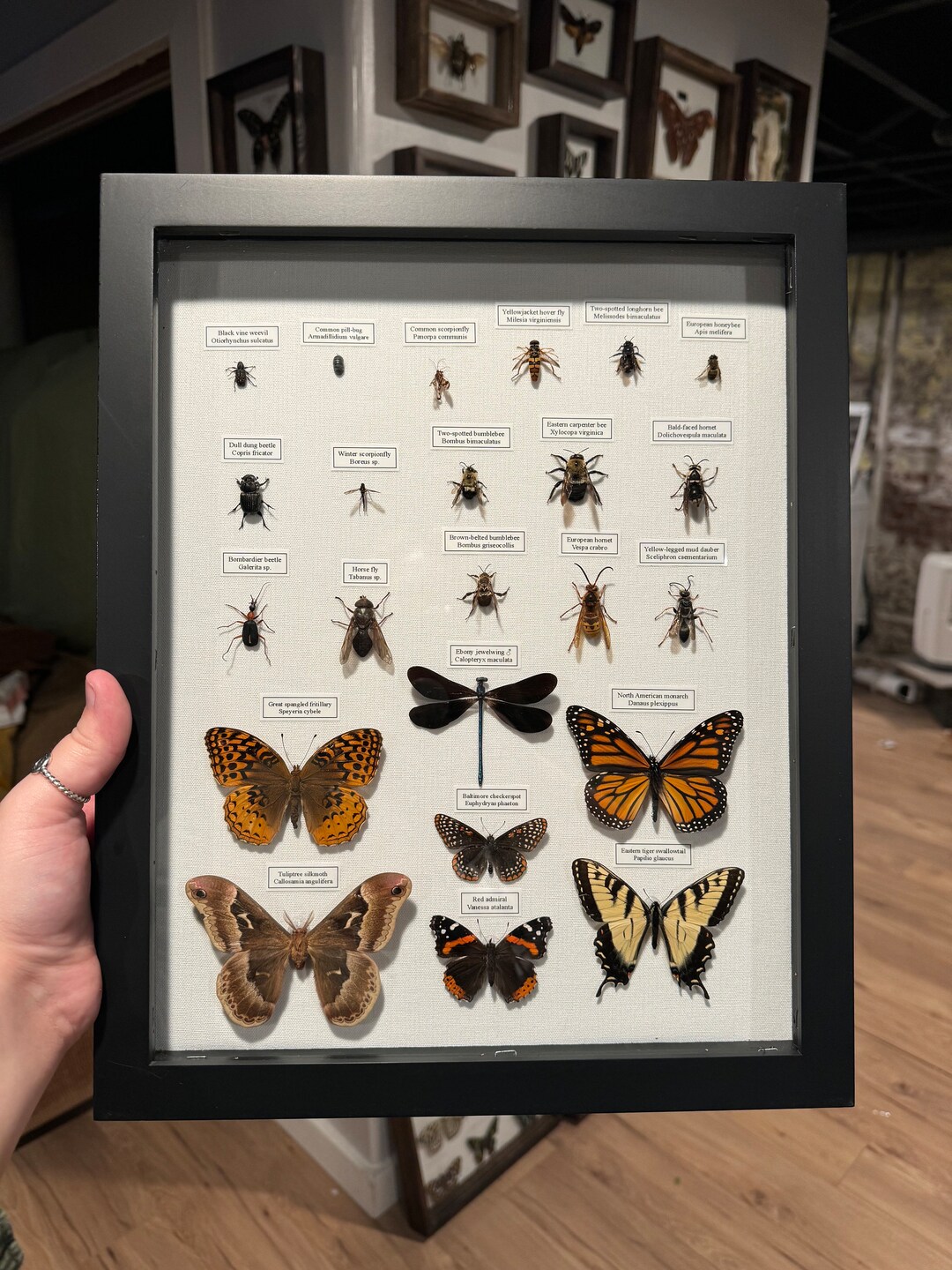 Midwest Insect Collection Labeled Assorted Butterflies Beetles Flies ...