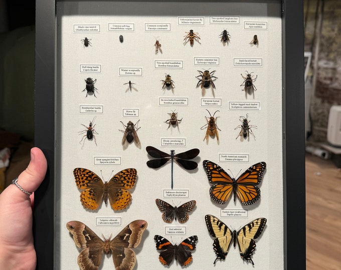 Midwest Insect Collection Labeled Assorted Butterflies Beetles Flies ...
