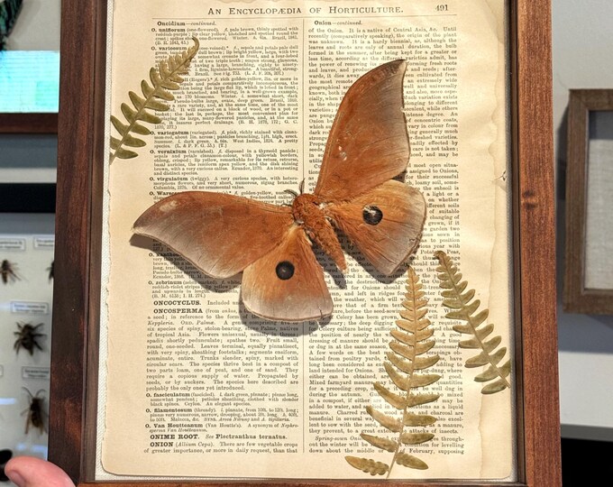 African Saturn Moth Botanical Shadow Box | Framed Pseudobunaea ...