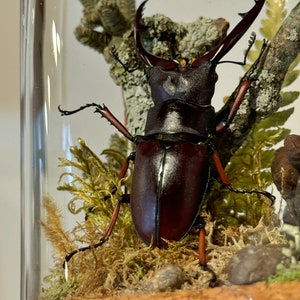 Stag Beetle Cloche Display With Fungi Moss Ferns Marjoram Insect ...