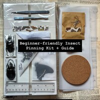 Complete Butterfly Mounting Kit With Spreading Board, PRESERVED ...