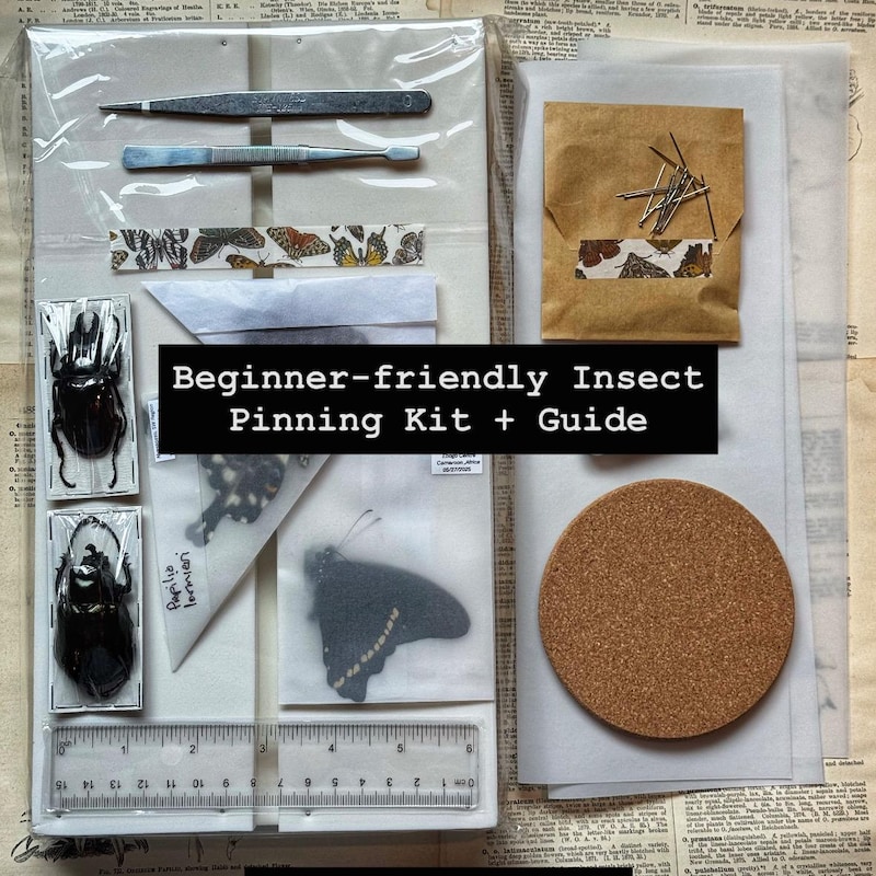 Pinning Moth Kit - Etsy