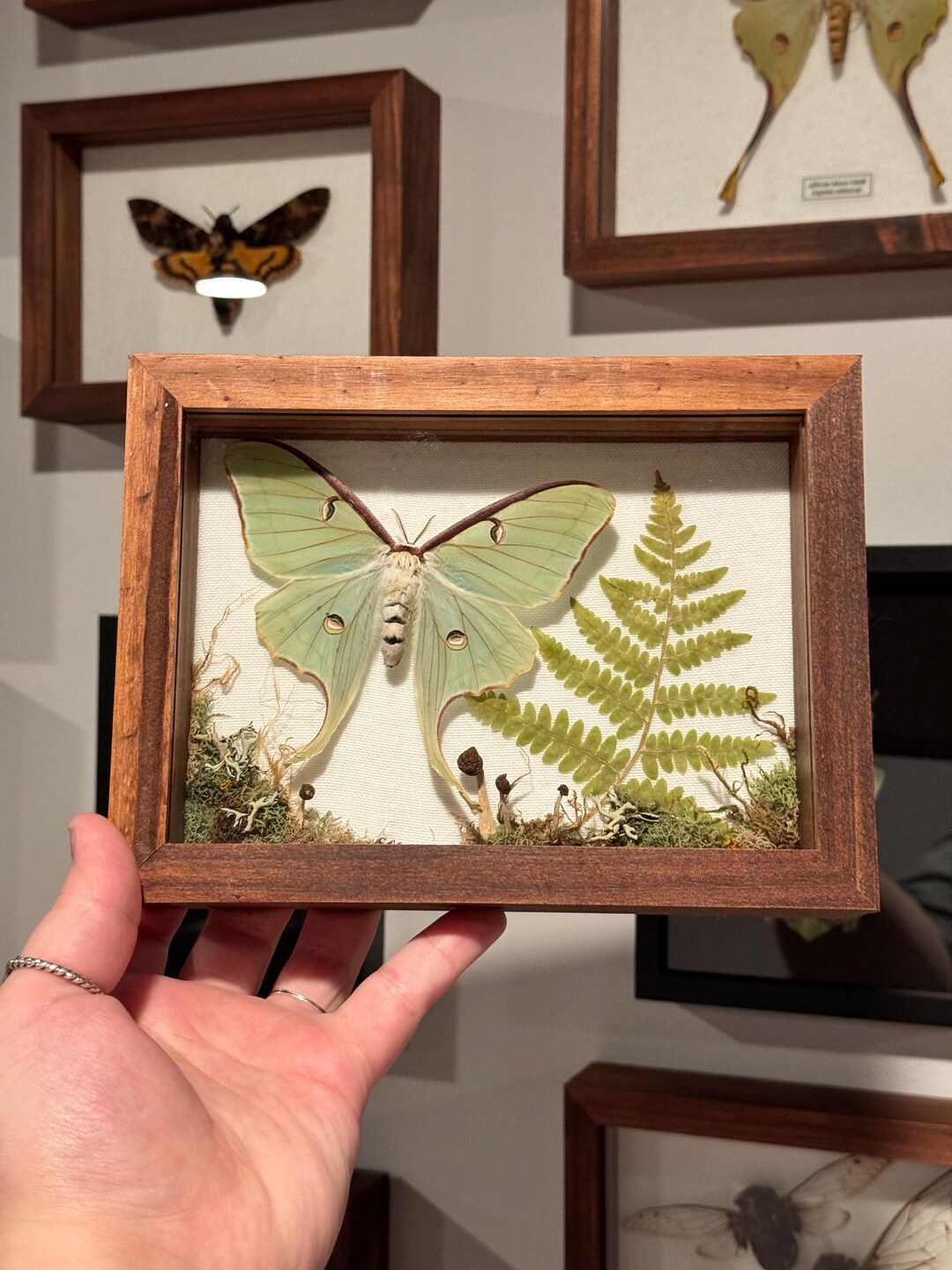 Luna Moth Shadow Box Framed Female Actias Luna With Mini Mushrooms Moss ...