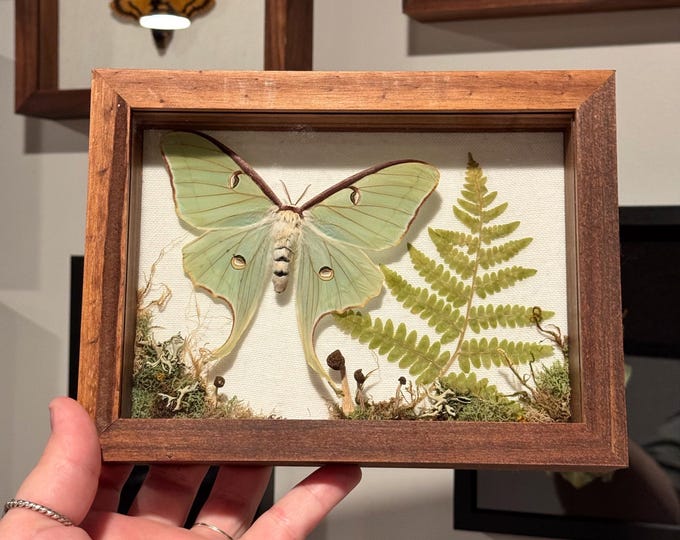 Luna Moth Shadow Box Framed Female Actias Luna With Mini Mushrooms Moss ...