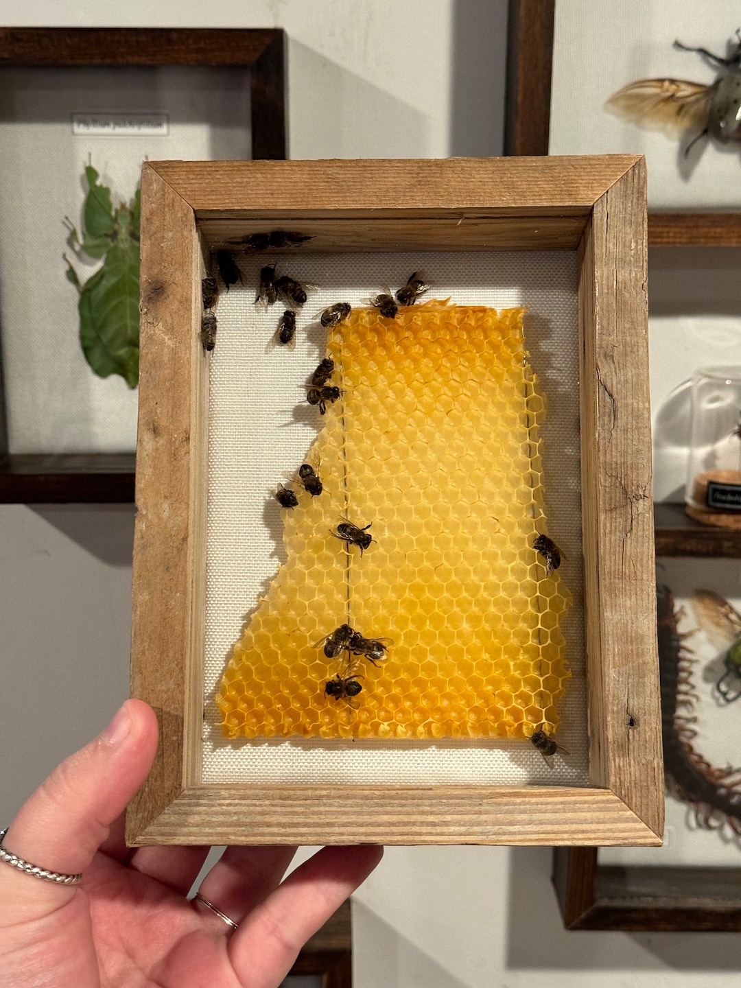 Honeycomb With Bees Shadow Box Frame Worker Bees Insect Bee Specimen ...