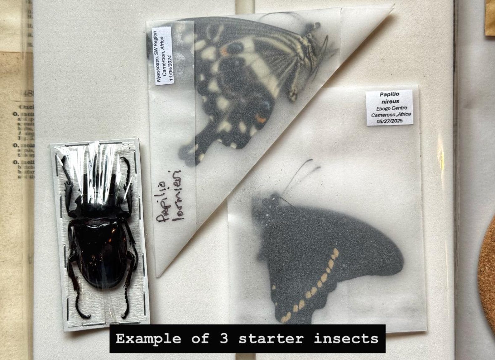 MJB Starter Insect Pinning Kit | Curated Kit for Beginners With ...