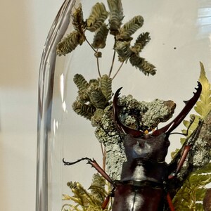 Stag Beetle Cloche Display With Fungi Moss Ferns Marjoram Insect ...