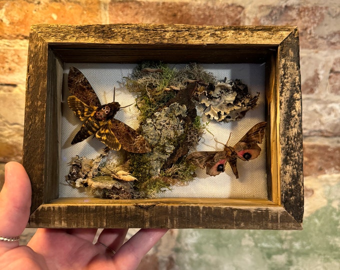 SPHINX MOTHS repaired Greater Death's Head Pink Blinded Sphinx Moth ...