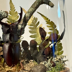 Stag Beetle Cloche Display With Fungi Moss Ferns Marjoram Insect ...