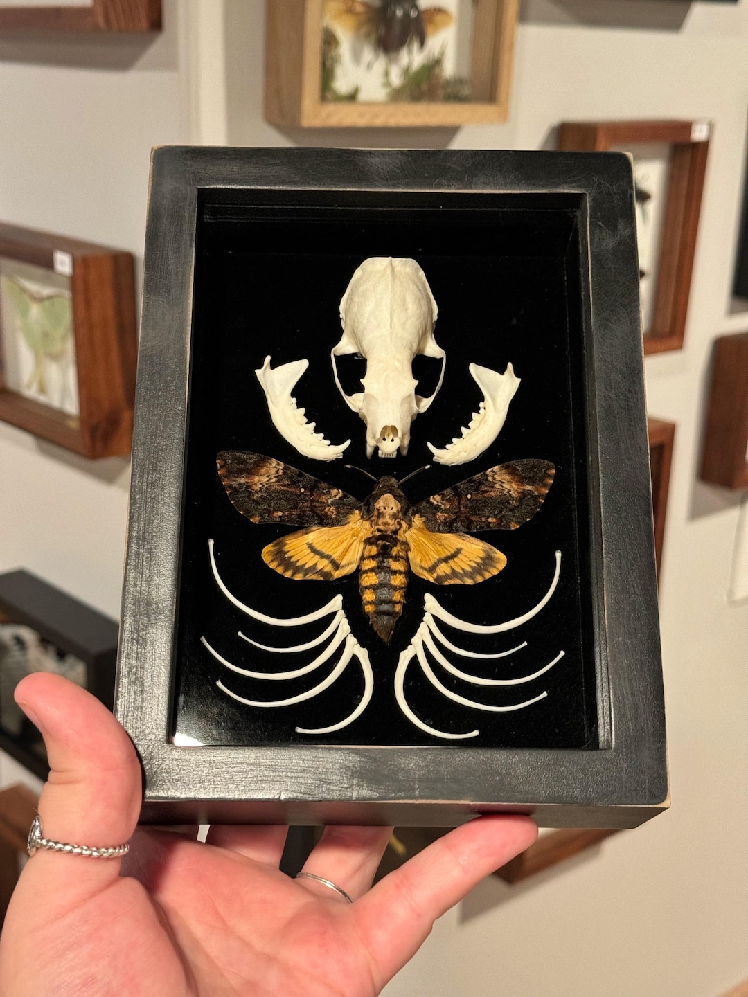 Death's Head Moth Shadow Box Acherontia Atropos Framed Insect With ...