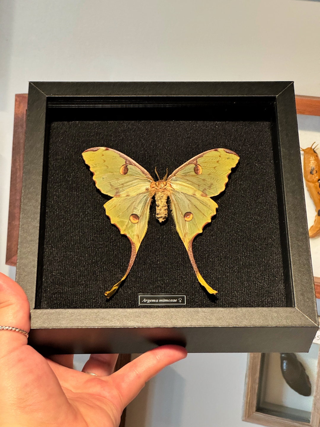 African Moon Moth Shadow Box Framed Female Argema Mimosae | Insect Moth ...