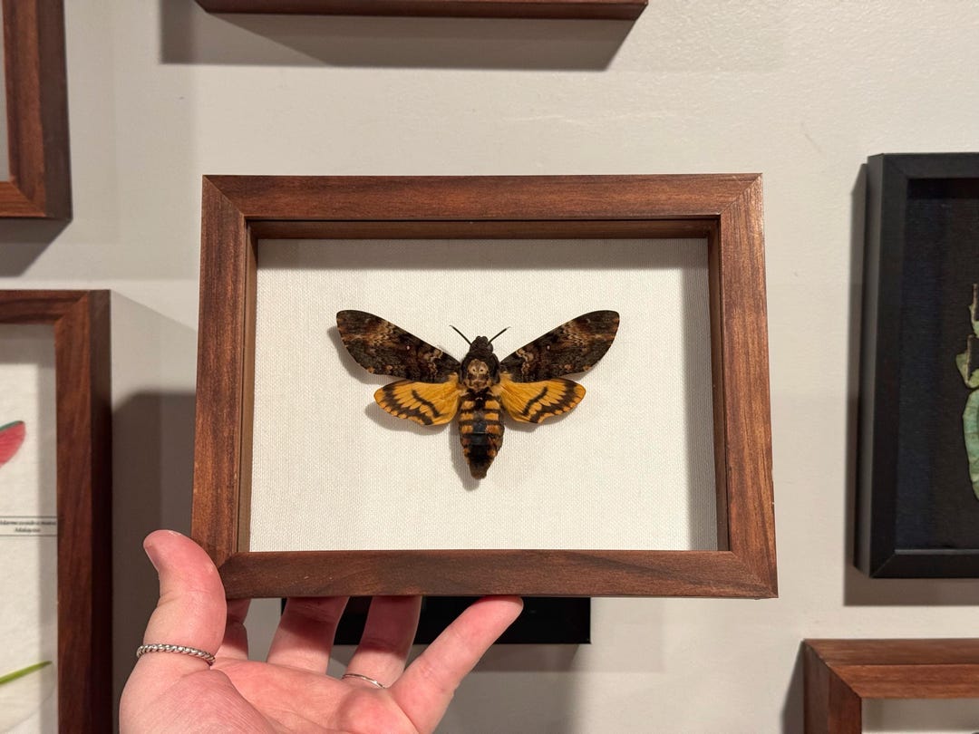 Death's Head Moth Shadow Box Large Female Acherontia Atropos Framed ...