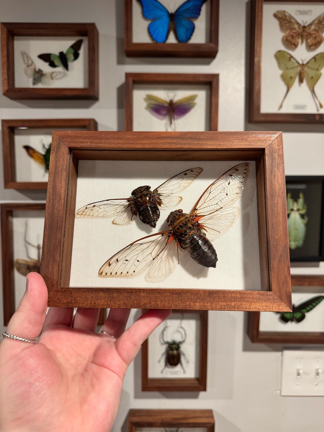 Giant Cicada & Empress Cicada Shadow Box Framed Quesada Gigas ...