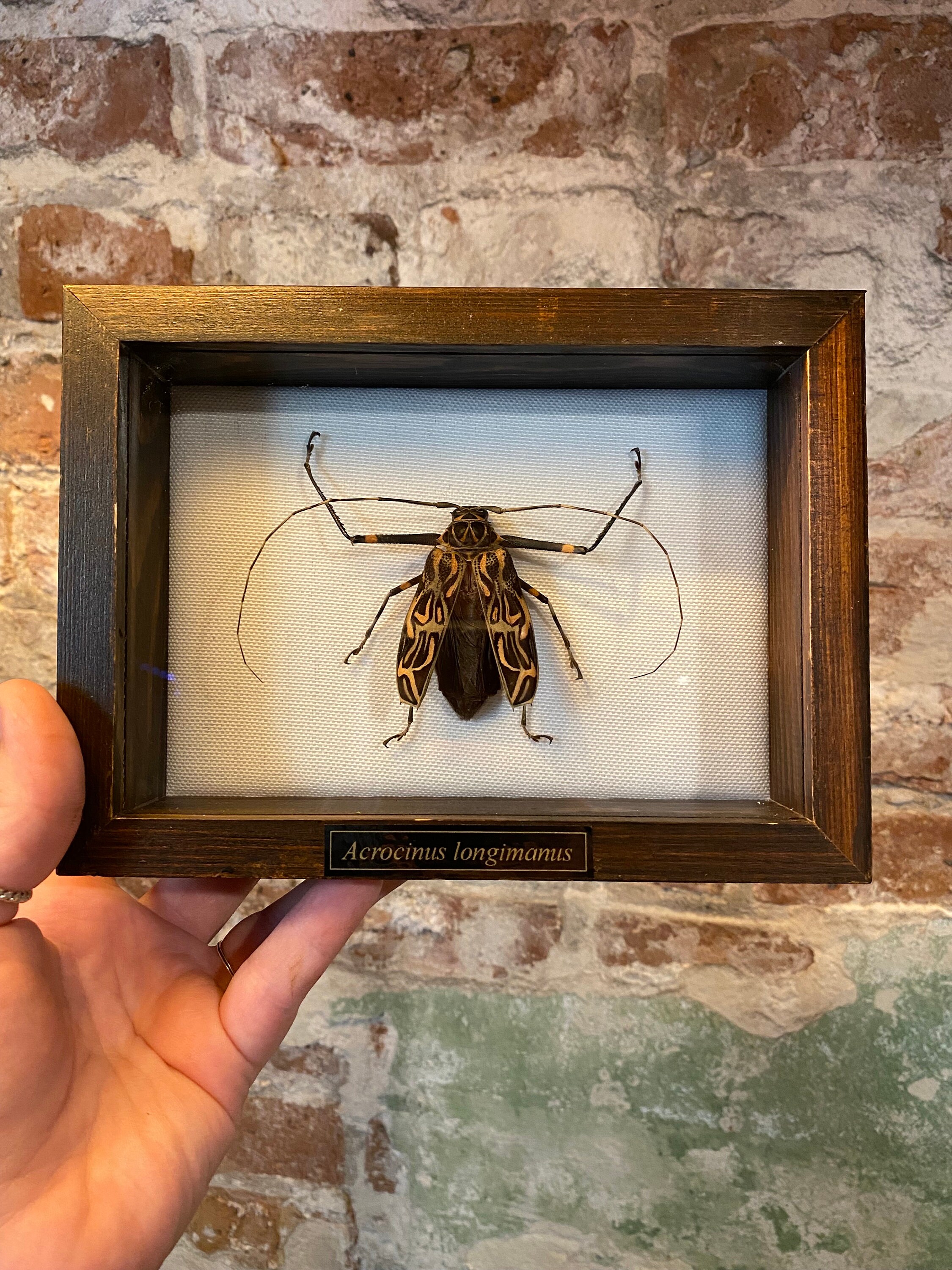 HARLEQUIN BEETLE Acrocinus Longimanus Shadow Box Long-horned - Etsy