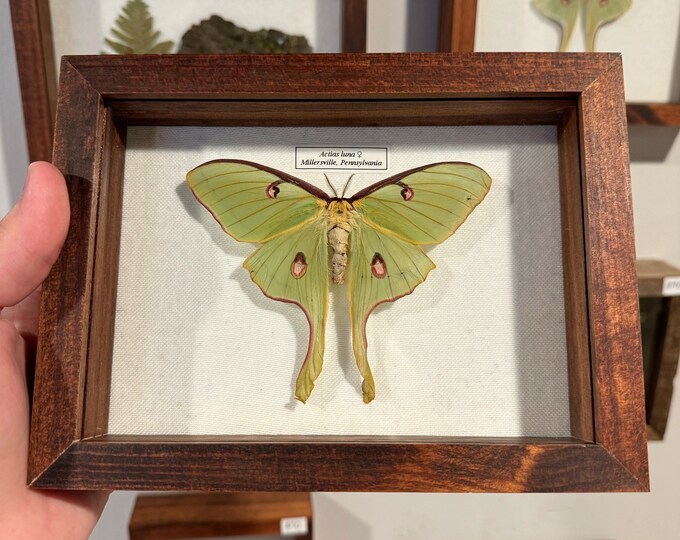 MUTATED Luna Moth Shadow Box Female Actias Luna With Eyespot Mutation ...