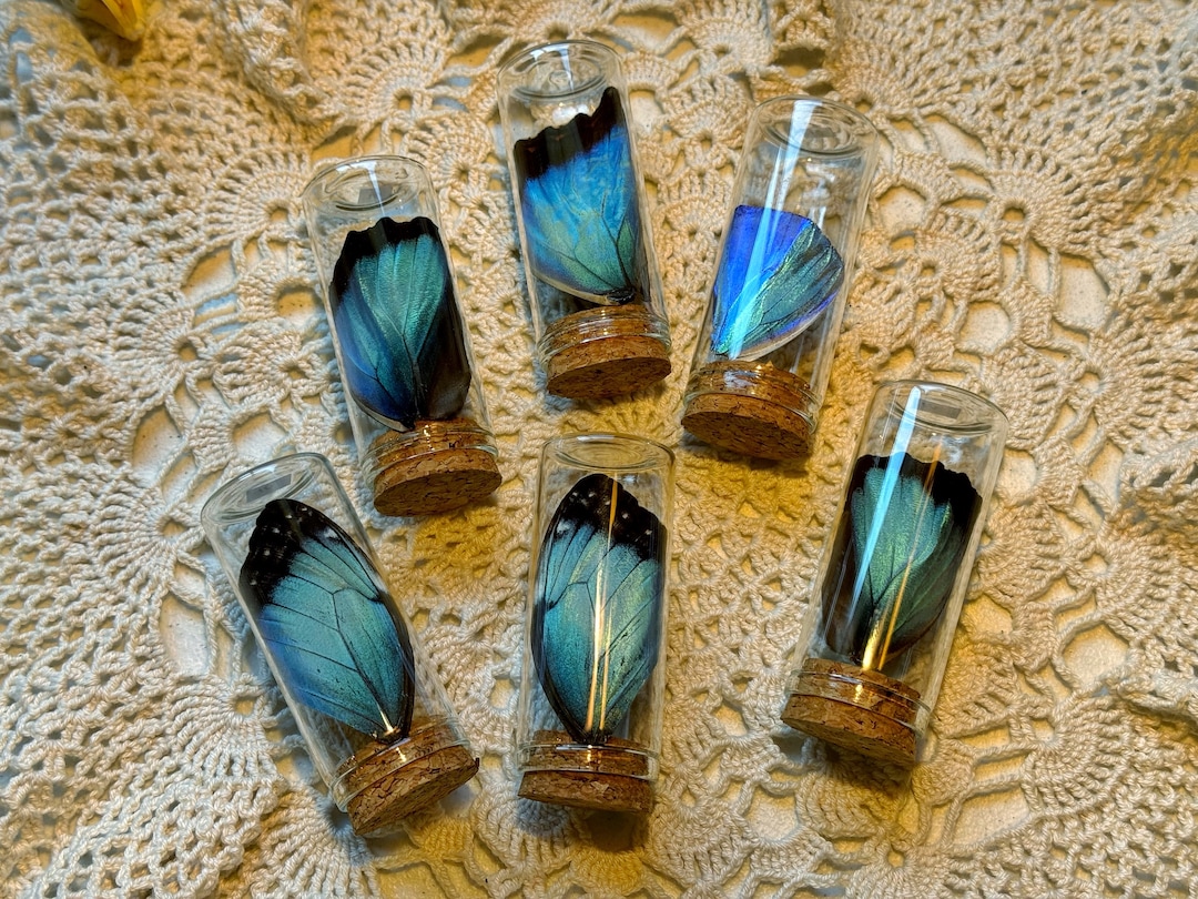 Morpho Butterfly Wing Glass Vial Taxidermy Oddity Bug Insect Entomology ...