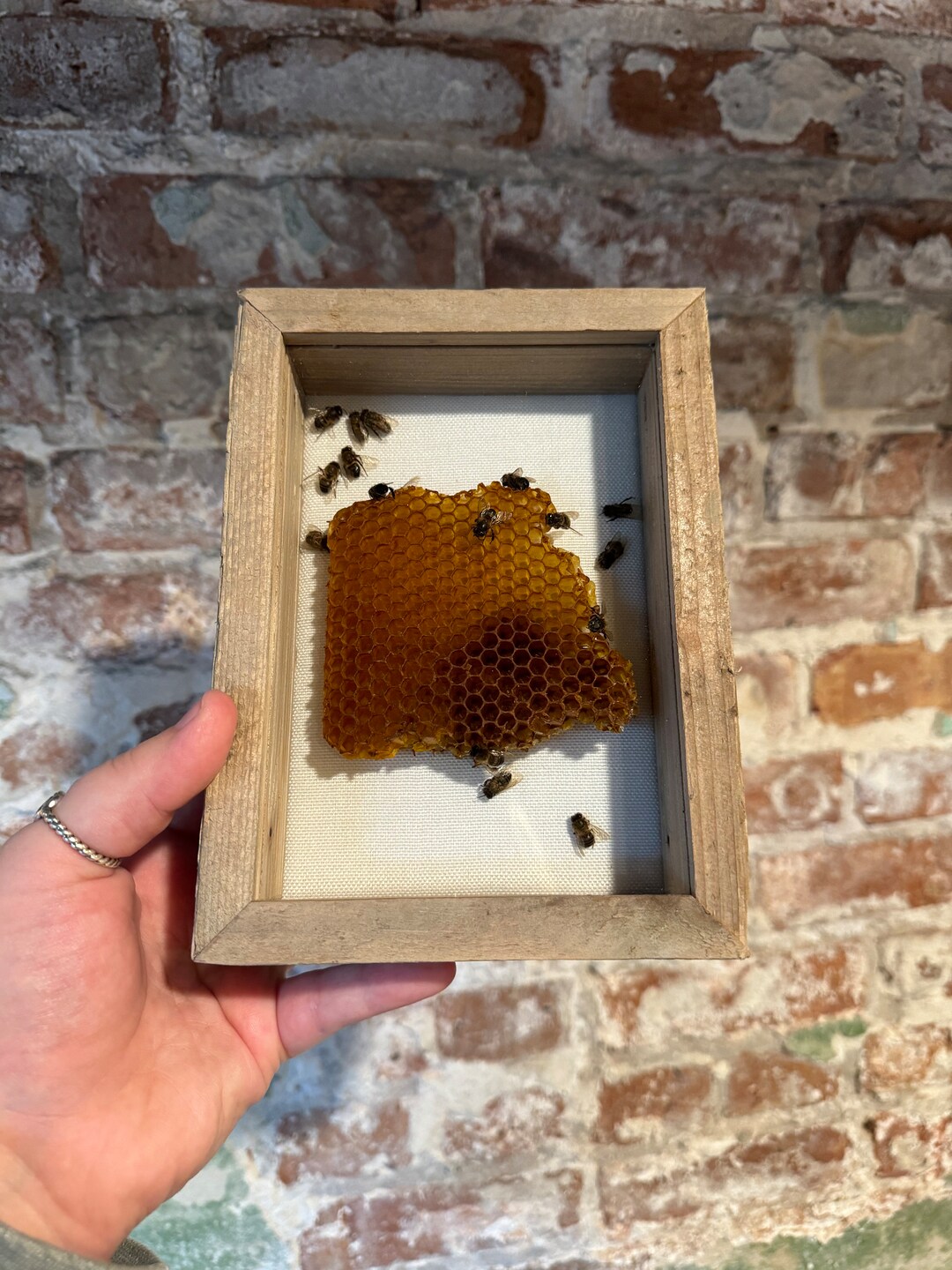 Honeycomb With Bees Shadow Box Frame Worker Bees Insect Bee Specimen ...