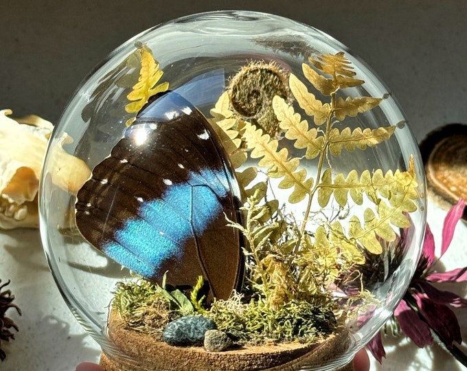 Morpho Butterfly Wing Terrarium Globe | Taxidermy Oddity Bug Insect ...