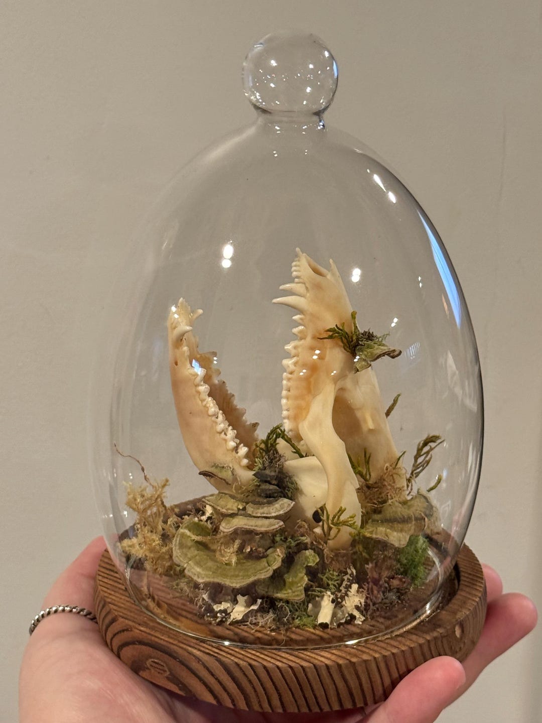 Snaggletooth Opossum Cloche Display With Mushrooms Moss Lichen Unique ...