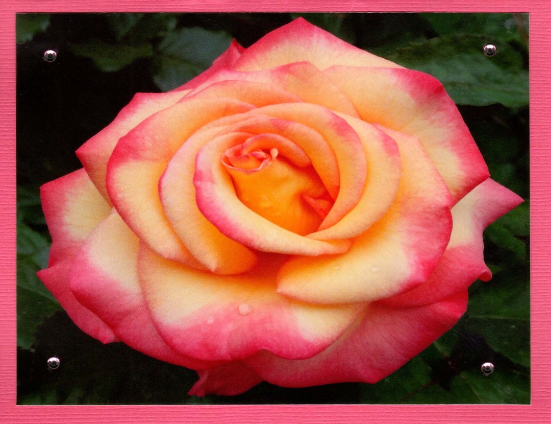 Yellow Pink Rose Photo Blank Note Card, Pink Rose Card Set, Pink Flower ...