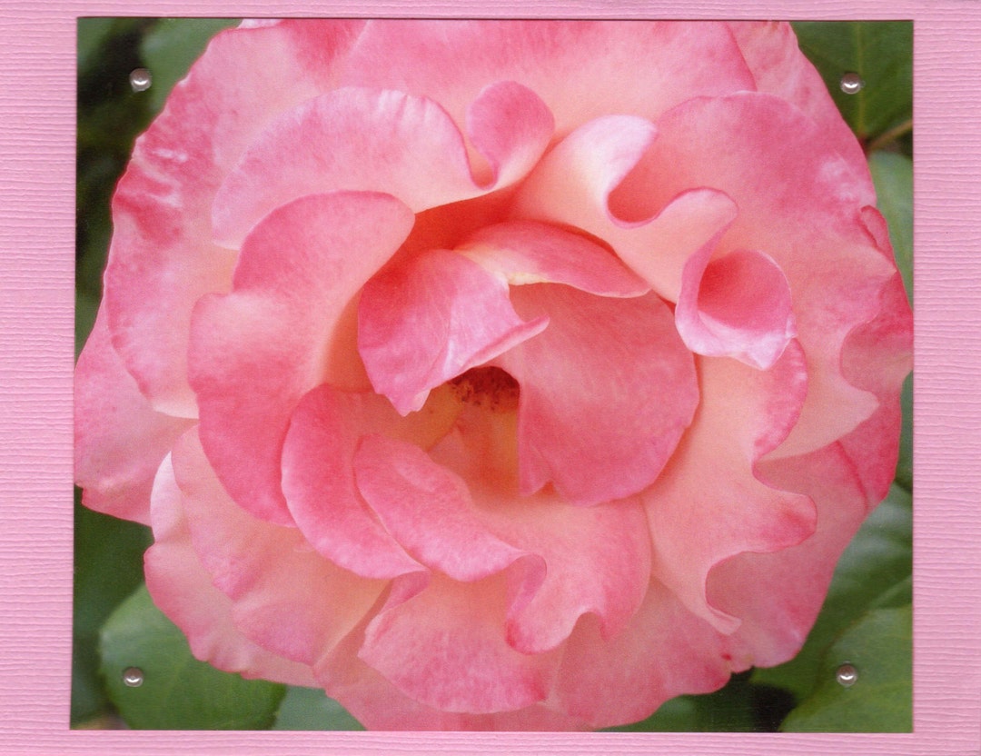 Pink Rose Note Card, Pink Rose Photo, Floral Note Card, Floral Notecard ...