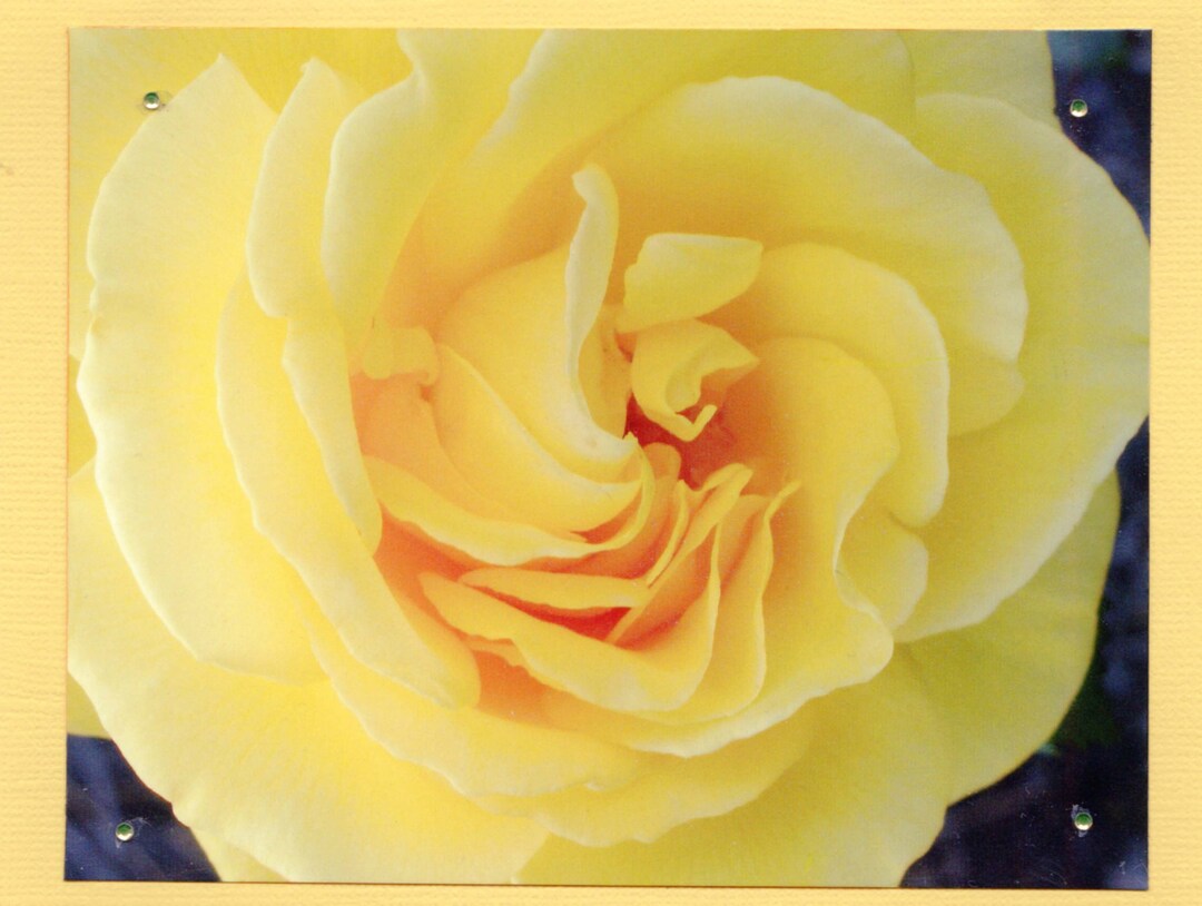 Yellow Rose Photo Note Card, Rose Note Card, Yellow Rose, Floral Card ...