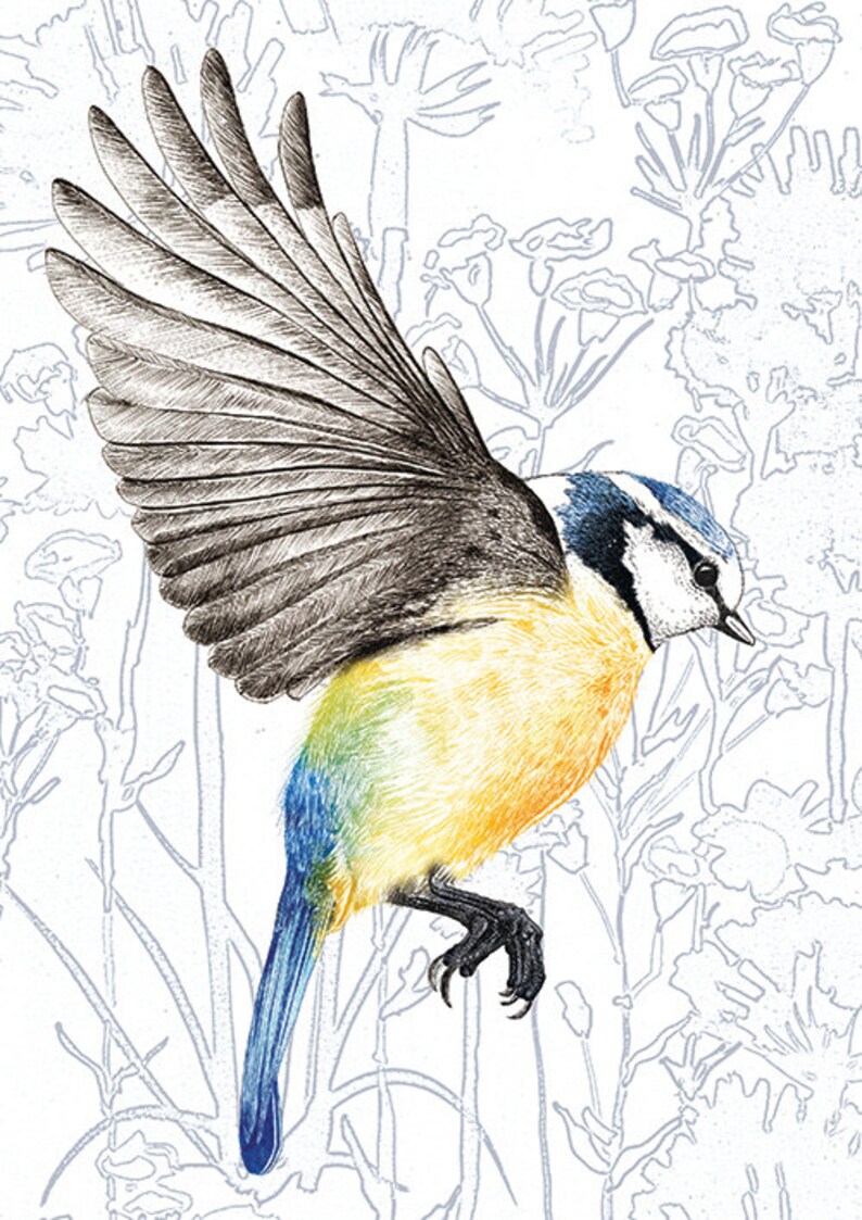 Hand Drawn 'blue Tit' Limited Edition Prints - Etsy