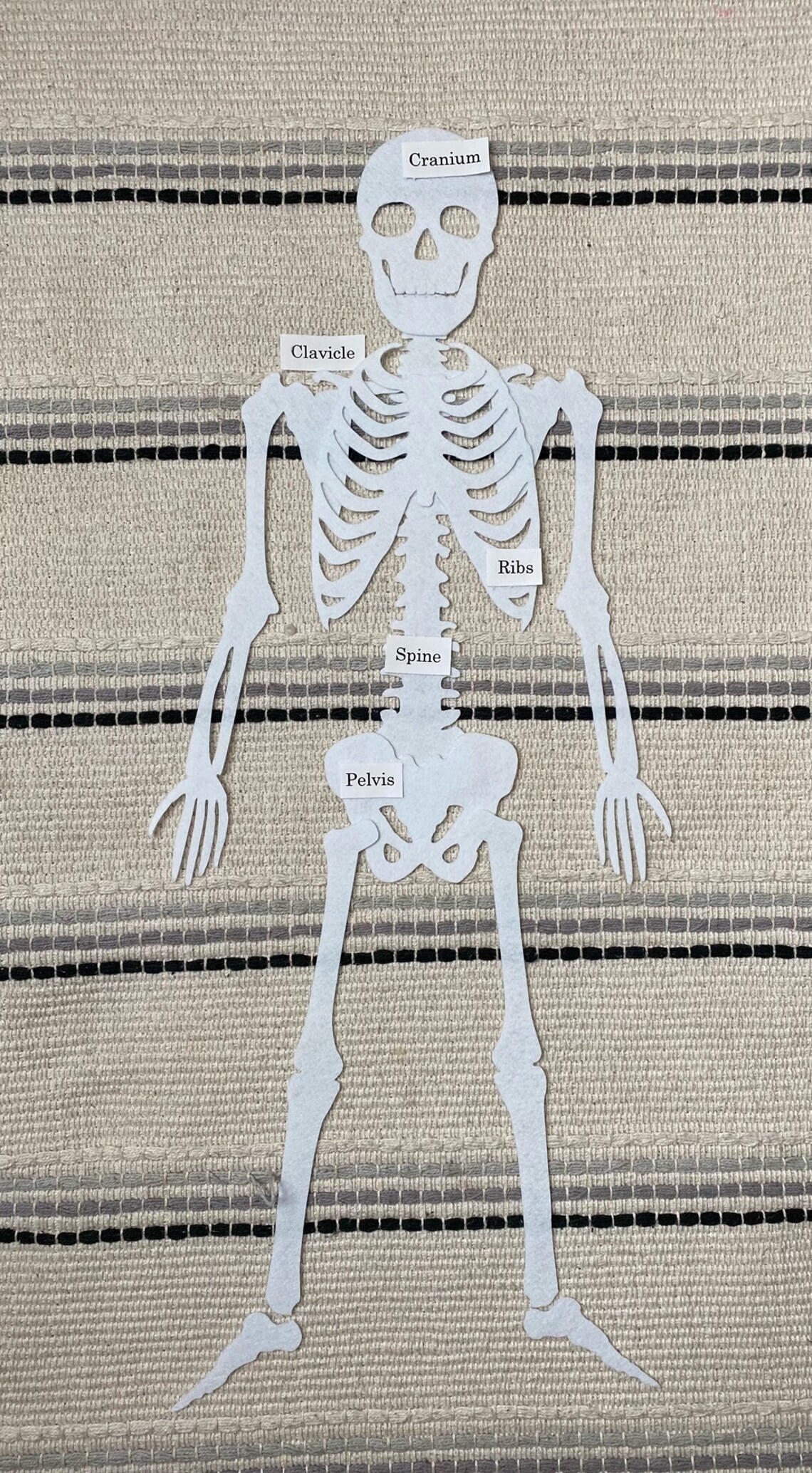 Felt Parts of a Human Skeleton Montessori Inspired Learning - Etsy