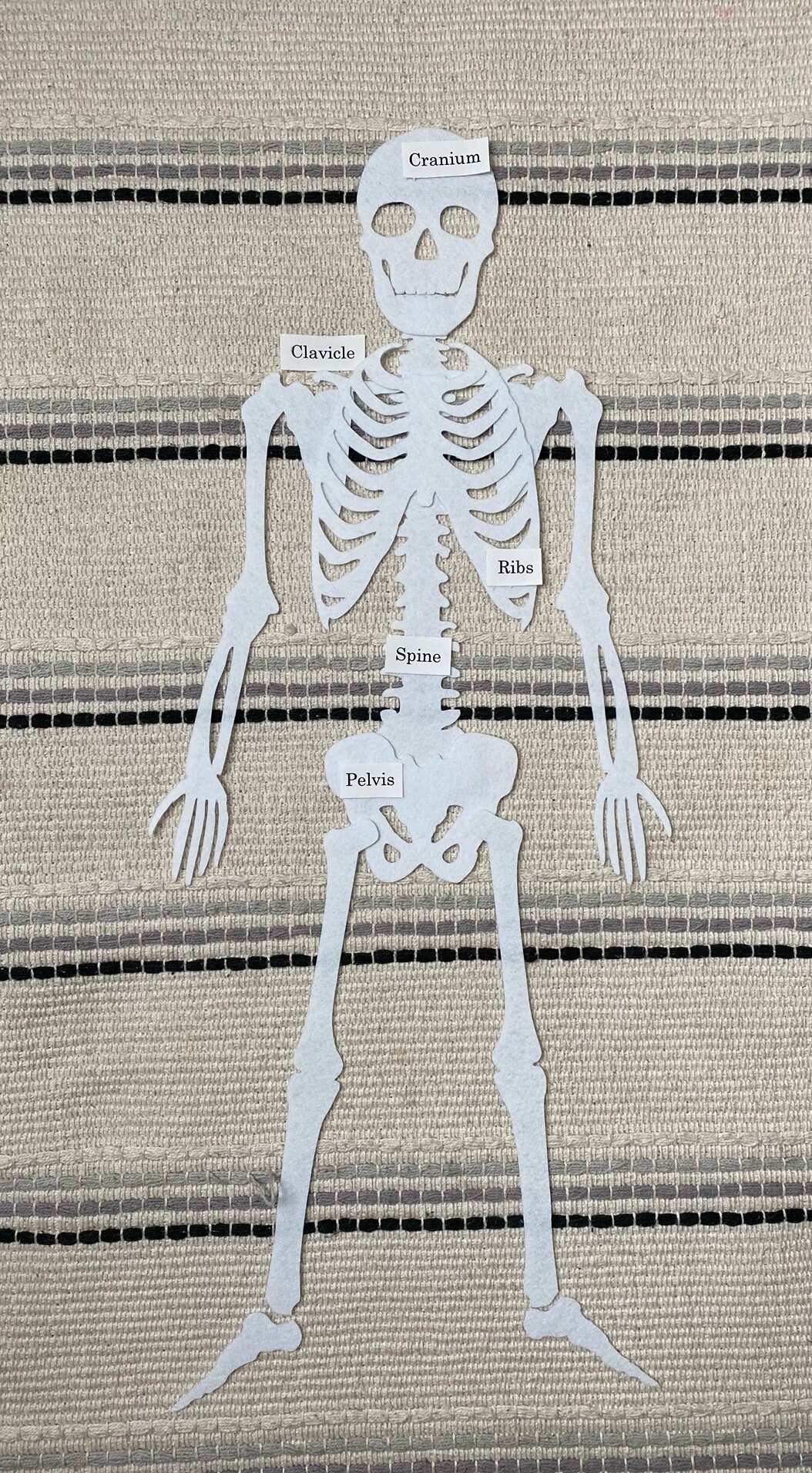 Felt Parts of a Human Skeleton Montessori Inspired Learning - Etsy