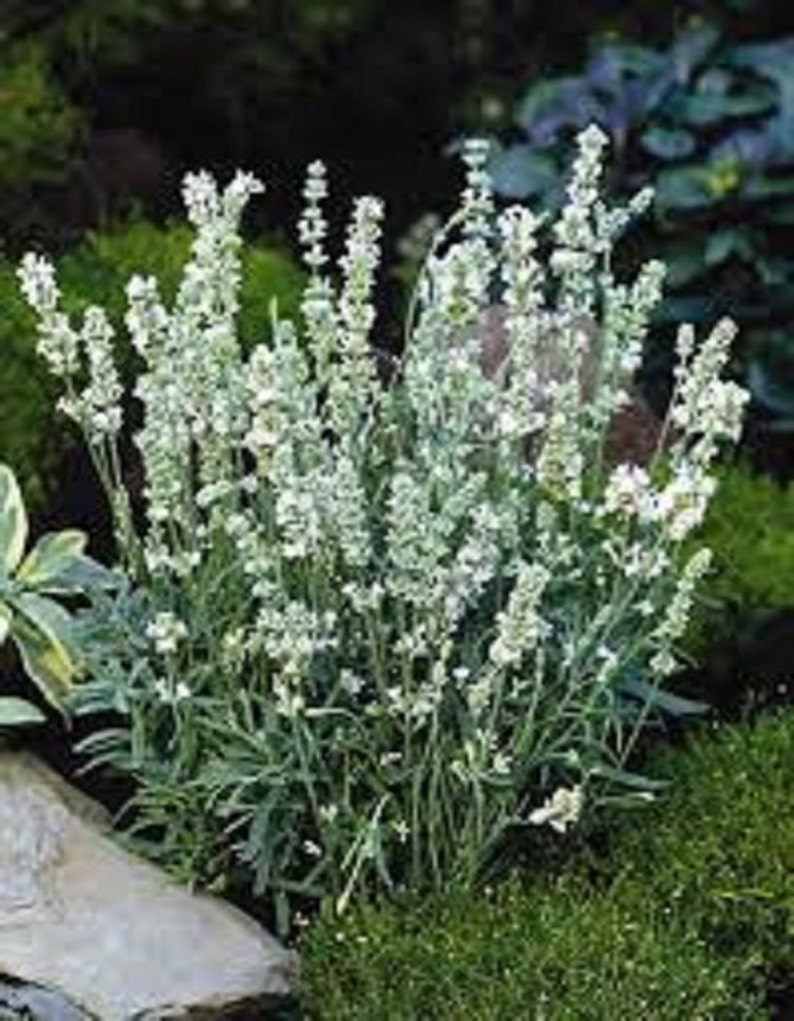 White Lavender Flower Seeds / Lavandula / Angustifolia / - Etsy White Lavender Flower Seeds / Lavandula / Angustifolia / - Etsy