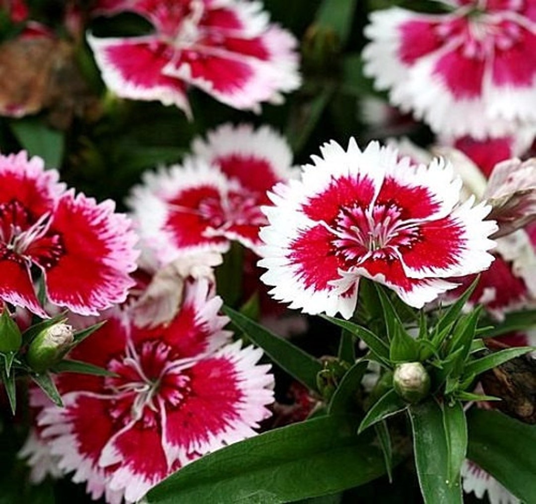 Chinese Pink Merry-go-round Flower Seeds / Dianthus Chinensis / Annual ...