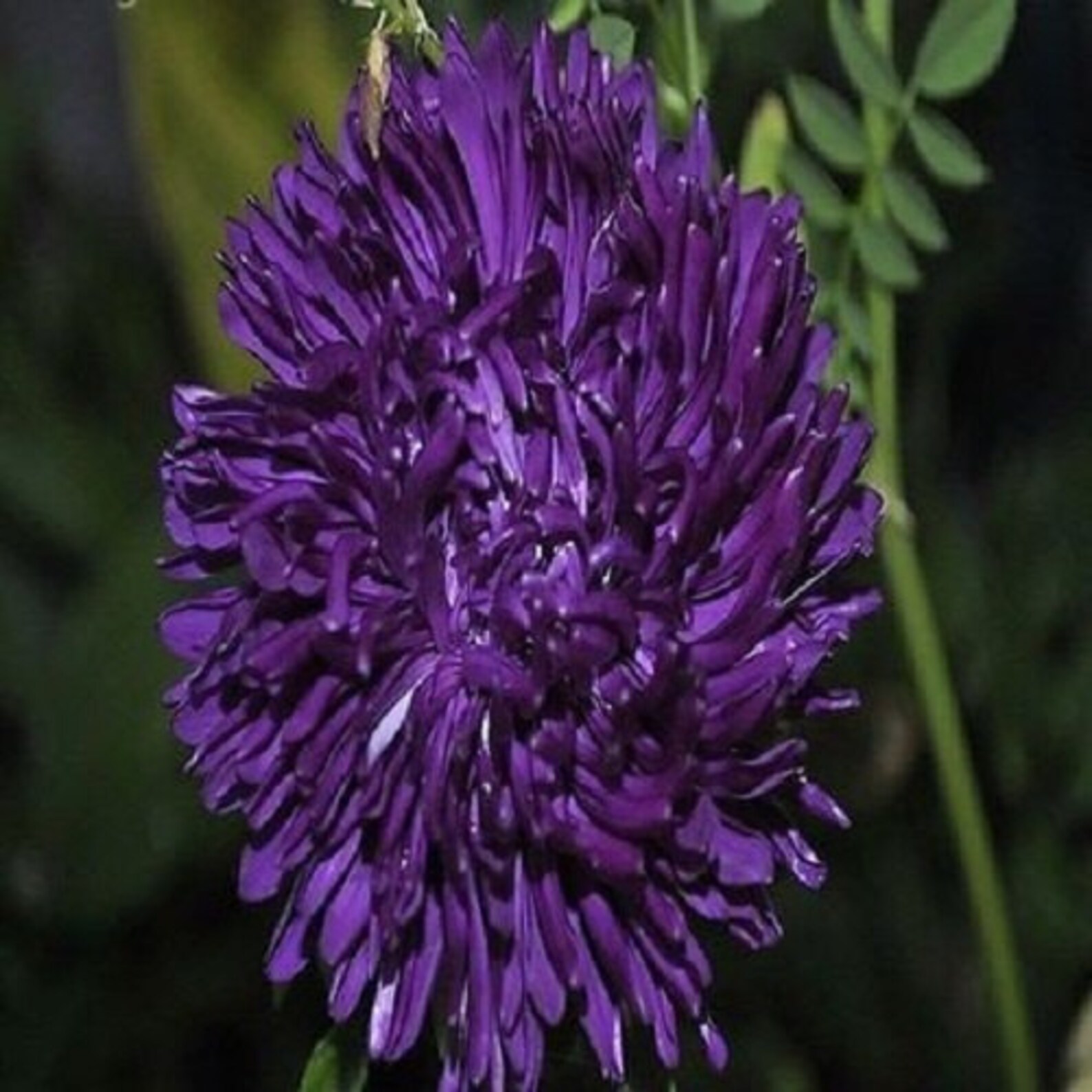 Dark Violet Tall Double Gremlin Aster Flower Seeds / Annual - Etsy