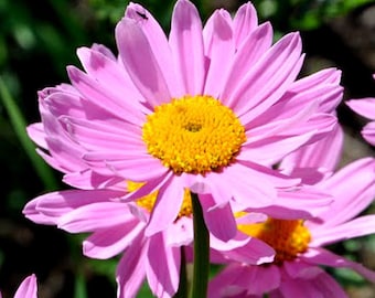 Chrysanthemum Robinson Red Flower Seeds / Coccineum / - Etsy