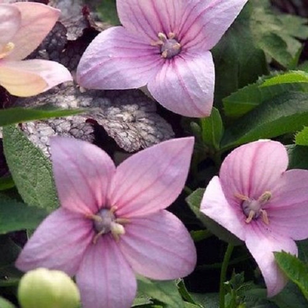 Rose Platycodon Balloon Flower Seeds / Perennial 40+ - Etsy