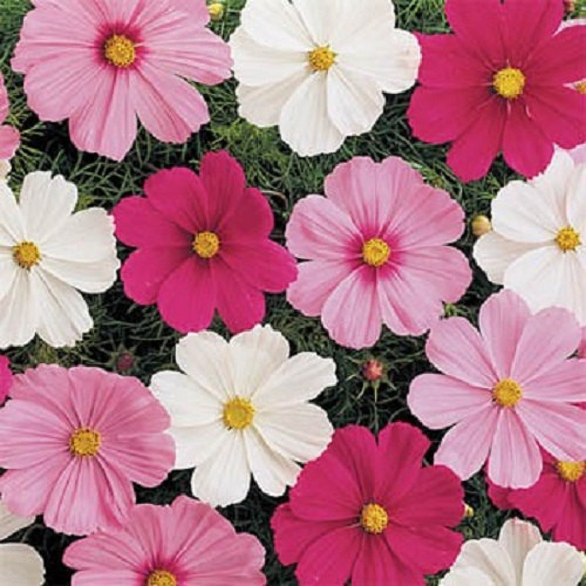 Cosmos Bipinnatus Gazebo Mix Flower Seeds / Annual / 35+ - Etsy