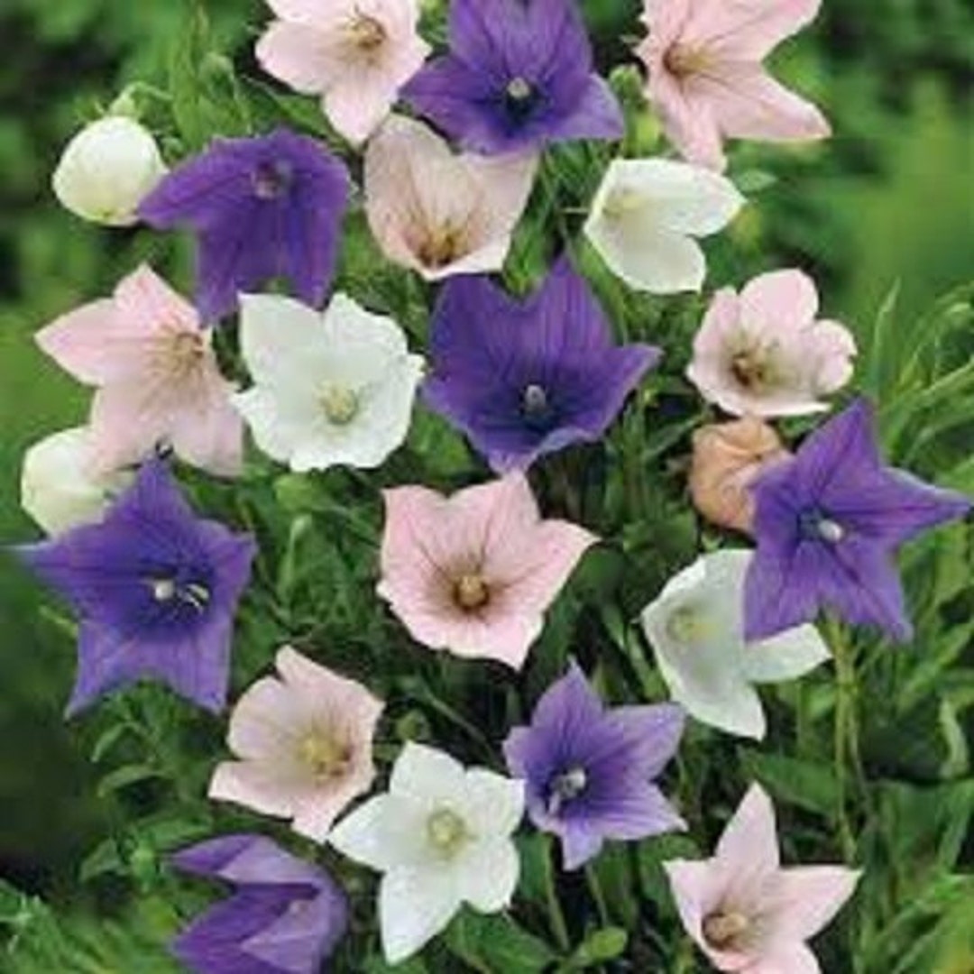 Balloon Flower Seed Mix/platycodon/ Perennial 40+ - Etsy