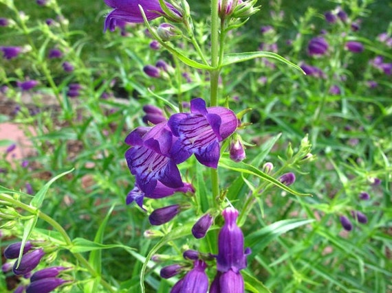 Penstemon Perennial